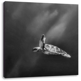 Pixxprint Leinwandbild Alte Schildkröte im Meer