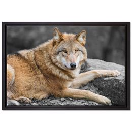 Pixxprint Leinwandbild stolzer Wolf auf Stein