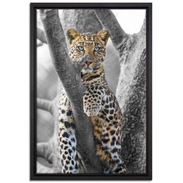 Pixxprint Leinwandbild majestätischer Leopard auf Baum