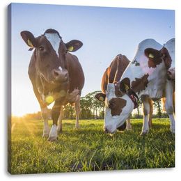 Pixxprint Leinwandbild Kühe grasen auf Wiese bei Sonnenuntergang