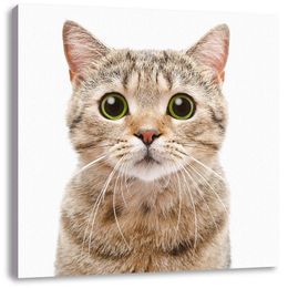 Pixxprint Leinwandbild Katze Scottish Straight