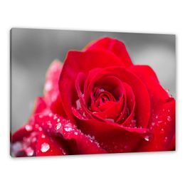 Pixxprint Leinwandbild Rose mit Wassertropfen