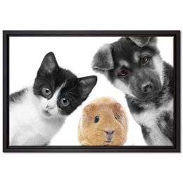 Pixxprint Leinwandbild Trio Hund Katze Meerschweinchen
