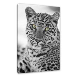 Pixxprint Leinwandbild wunderschöner Leopard
