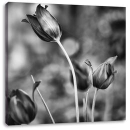 Pixxprint Leinwandbild Tulpen im Abendlicht