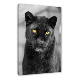 Pixxprint Leinwandbild prächtiger Panther
