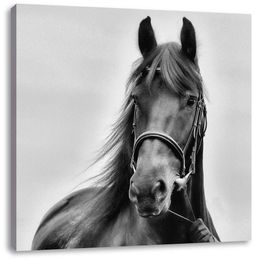 Pixxprint Leinwandbild Schönes Pferd