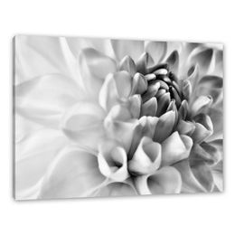 Pixxprint Leinwandbild Traumhafte lila weiße Blüte