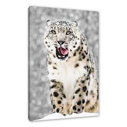 Pixxprint Leinwandbild Leopard im Schnee