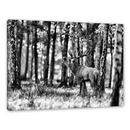 Pixxprint Leinwandbild Hirsch im Wald