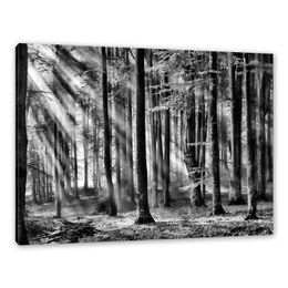 Pixxprint Leinwandbild Bäume im Licht