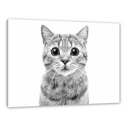 Pixxprint Leinwandbild Katze Scottish Straight