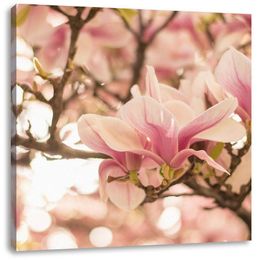 Pixxprint Leinwandbild Rosa Magnolienblüten im Frühling