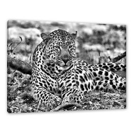 Pixxprint Leinwandbild liegender Leopard im Laub