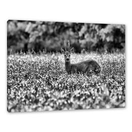 Pixxprint Leinwandbild junger Hirsch auf Wildwiese