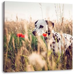 Pixxprint Leinwandbild Neugieriger Hund im Feld