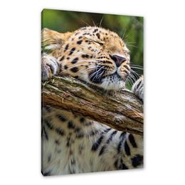 Pixxprint Leinwandbild verspielter Leopard