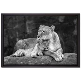 Pixxprint Leinwandbild Löwe Löwenjungen