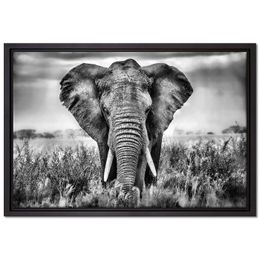 Pixxprint Leinwandbild Imposanter Elefant