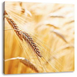 Pixxprint Leinwandbild Weizen auf dem Feld