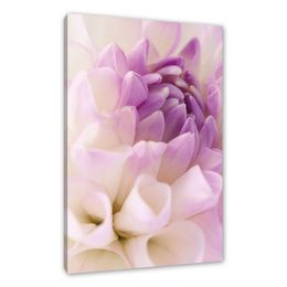 Pixxprint Leinwandbild Traumhafte lila weiße Blüte