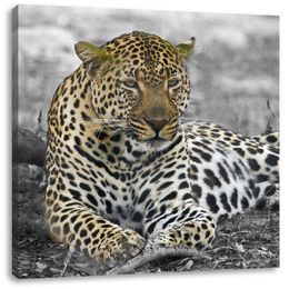 Pixxprint Leinwandbild schöner Leopard liegt im Laub