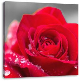Pixxprint Leinwandbild Rose mit Wassertropfen