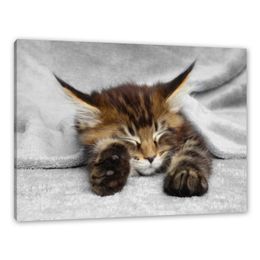 Pixxprint Leinwandbild schlafende Katze mit großen Ohren