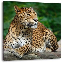 Pixxprint Leinwandbild Wunderschöner Leopard in der Natur
