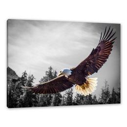 Pixxprint Leinwandbild großer fliegender Adler