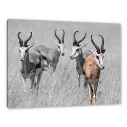 Pixxprint Leinwandbild Tiere in Savanne Rehe Afrika