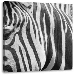 Pixxprint Leinwandbild Zebra Porträt