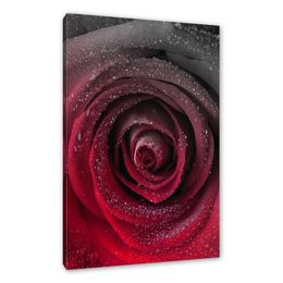 Pixxprint Leinwandbild Rote zarte Rosenblüte