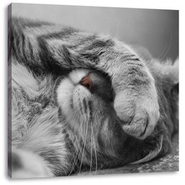 Pixxprint Leinwandbild niedliche Katze beim schlafen