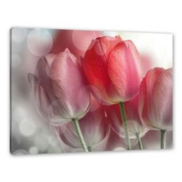 Pixxprint Leinwandbild Wunderschöne Tulpen
