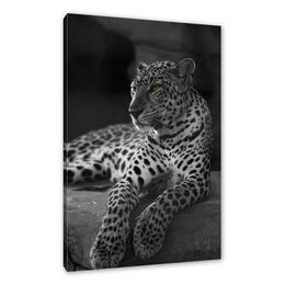 Pixxprint Leinwandbild Leopard auf Felsen liegend