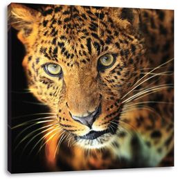 Pixxprint Leinwandbild Anmutiger Leopard