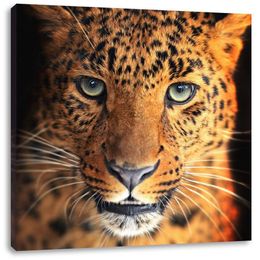 Pixxprint Leinwandbild Stolzer Leopard