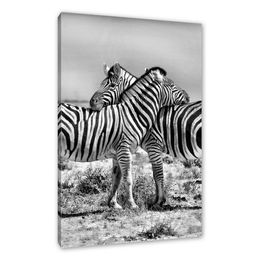 Pixxprint Leinwandbild Schmusende Zebras