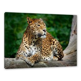 Pixxprint Leinwandbild Wunderschöner Leopard in der Natur