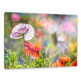 Pixxprint Leinwandbild Kalifornischer Mohn im Frühling