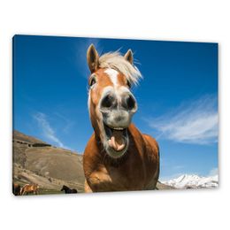 Pixxprint Leinwandbild Lustiges Pferd in der Natur