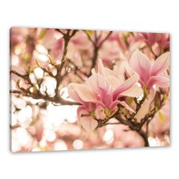 Pixxprint Leinwandbild Rosa Magnolienblüten im Frühling