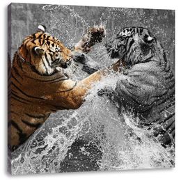 Pixxprint Leinwandbild prachtvolle Tiger kämpfen