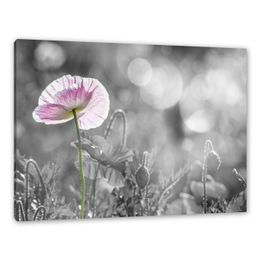 Pixxprint Leinwandbild Kalifornischer Mohn im Frühling