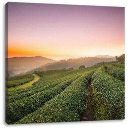 Pixxprint Leinwandbild Sonnenaufgang Teeplantage Thailand