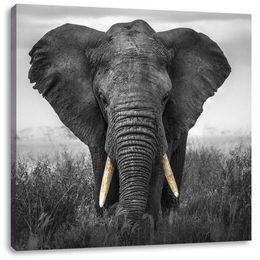 Pixxprint Leinwandbild prachtvoller Elefant