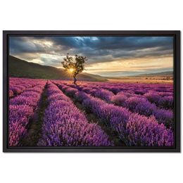 Pixxprint Leinwandbild Lavendel Provence mit Baum