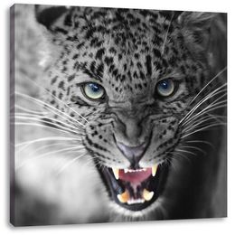 Pixxprint Leinwandbild schöner fauchender Leopard