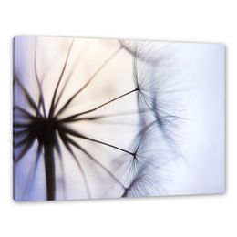 Pixxprint Leinwandbild Weiße Pusteblumen
